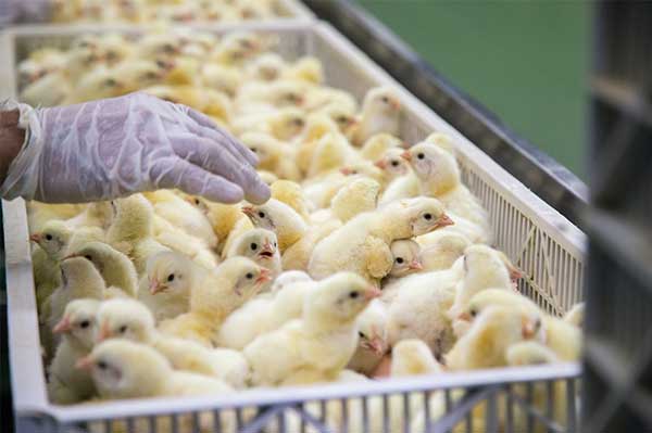 The Avian Immune System: Dilemmas and Opportunities in Modern Poultry ...