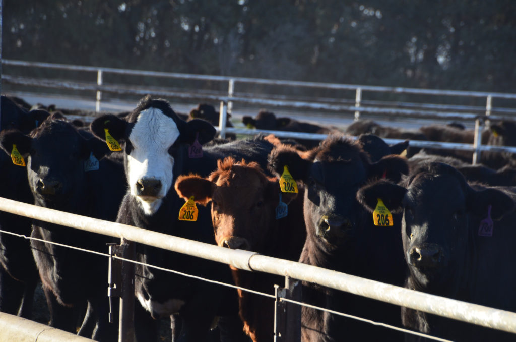 Starting Cattle On The Right Path - Diamond V