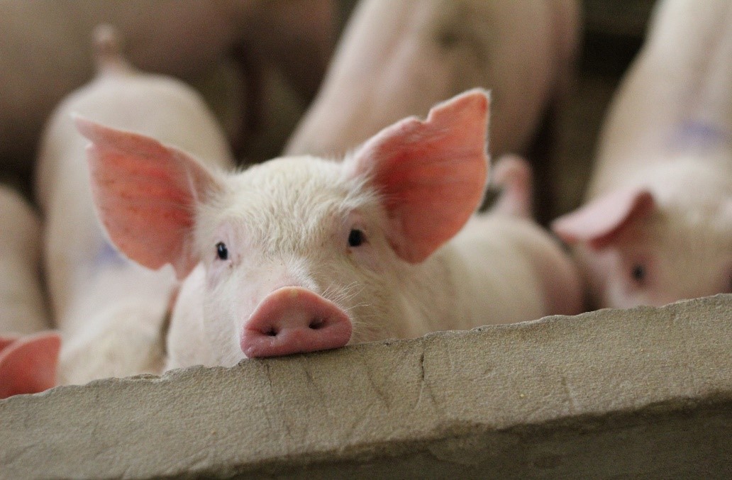 It Takes Guts: Peak Performance in Pigs Starts with Gut Health - Diamond V