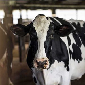 Dairy Nutrition and Health - Diamond V