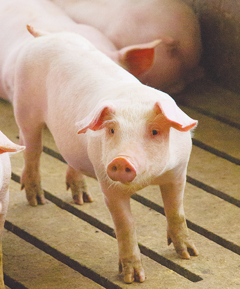Swine Nutrition and Health - Diamond V