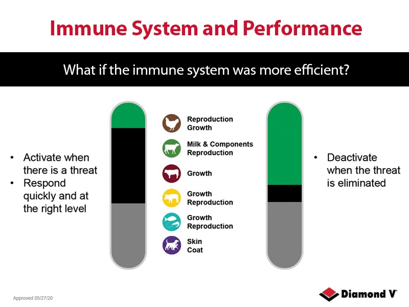 Postbiotic Animal Feed Additive - XPC® Ultra - Diamond V